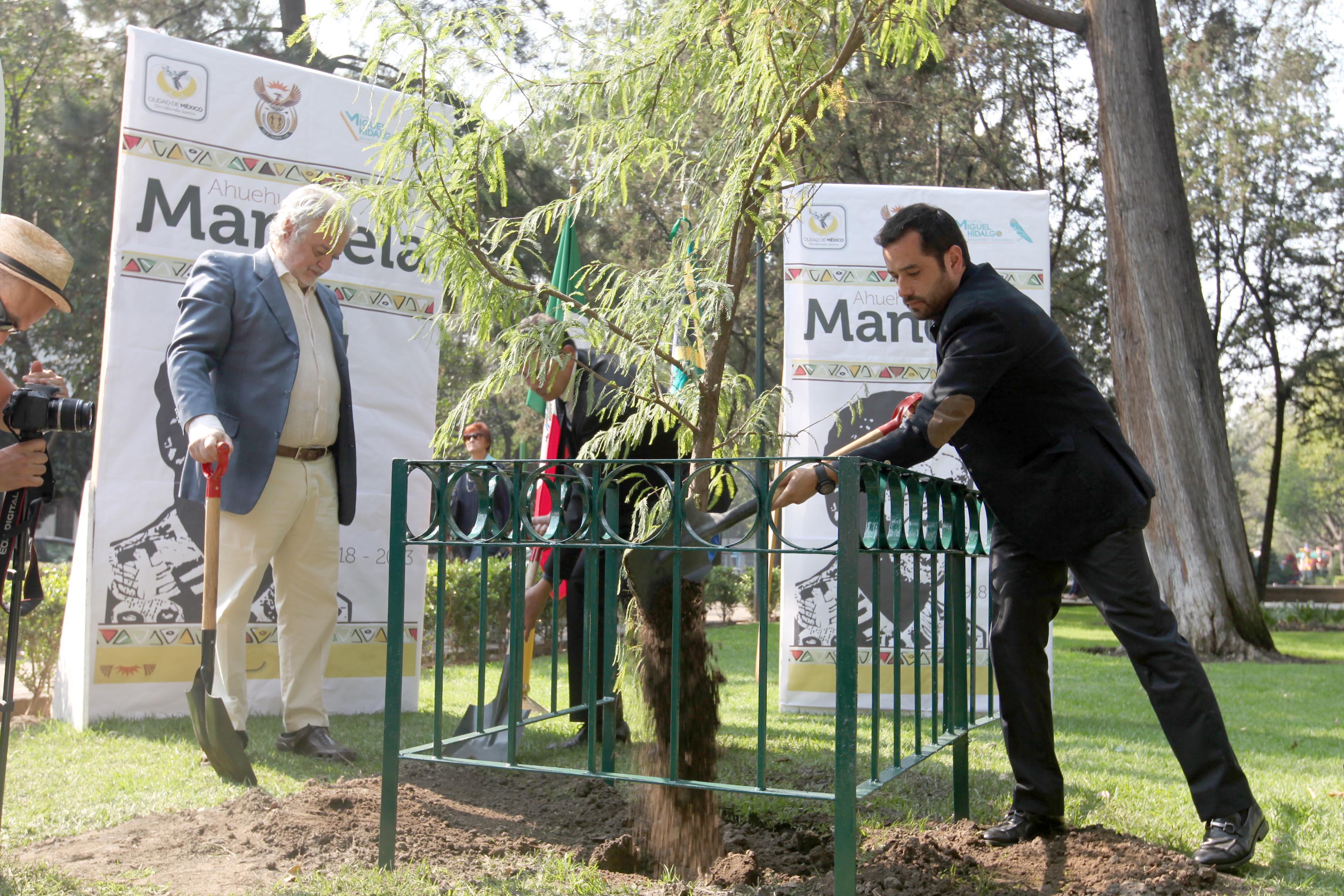 Siembran Ahuehuete en la Miguel Hidalgo en memoria de Mandela- Grupo ...
