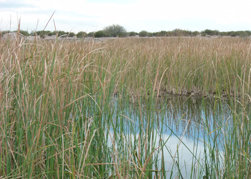 “El Quemado” necesita más de 1 mdp para crear reserva - Grupo Milenio