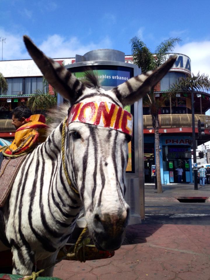 'Burrocebra', a punto de ser nombrado patrimonio cultural de BC- Grupo ...