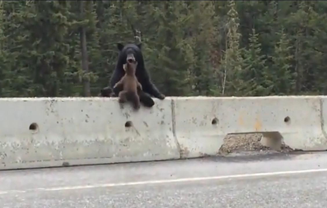 Mamá oso rescata a ‘valiente’ osezno de la carretera - Grupo Milenio