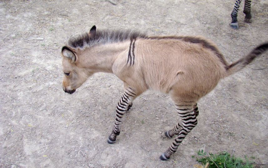 Cebrasno incrementa afluencia a zoológico de Reynosa- Grupo Milenio