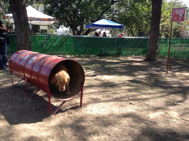 Fue inaugurado el primer Parque Canino - Grupo Milenio