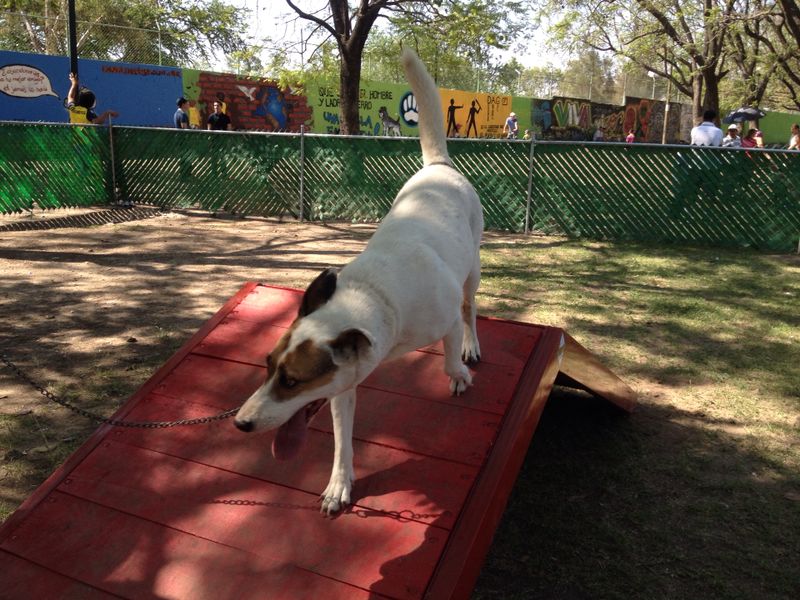 Fue inaugurado el primer Parque Canino - Grupo Milenio