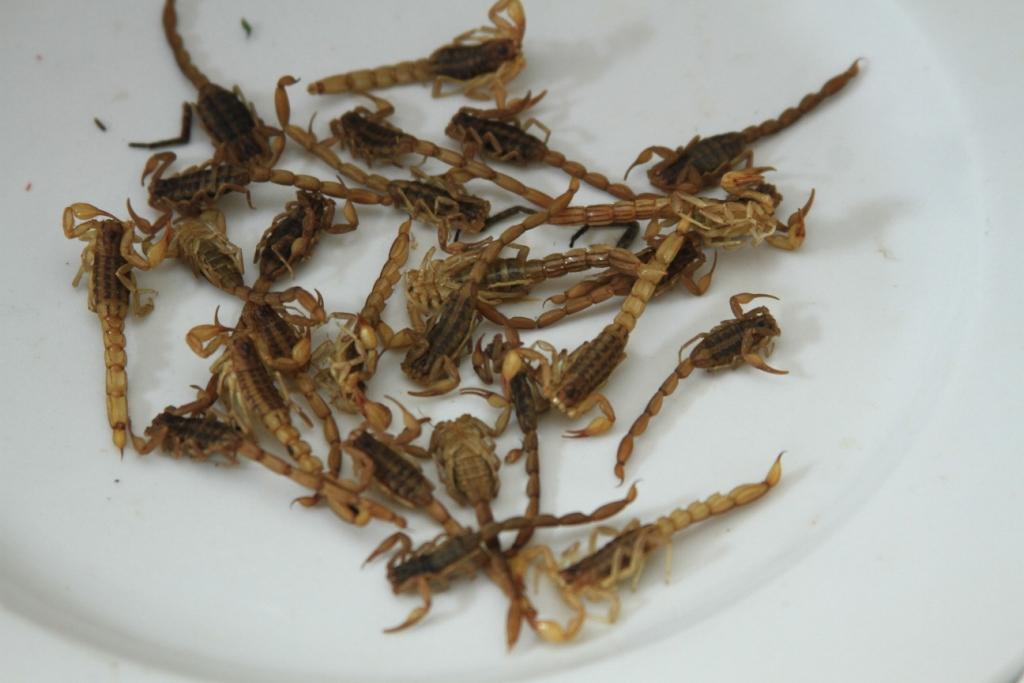 Retomarán al alacrán en gastronomía de Durango- Grupo Milenio