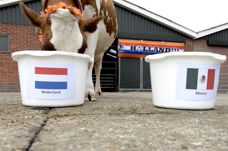 Vaca pronostica triunfo de Holanda el domingo - Grupo Milenio