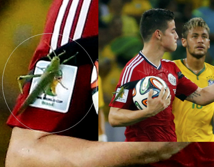 El grillo que festejó el penal de James Rodríguez - Grupo Milenio