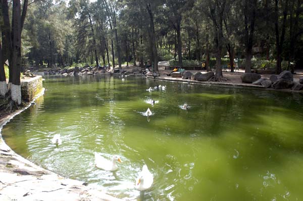 Los Colomos, en riesgo si su estatuto no se reforma- Grupo Milenio