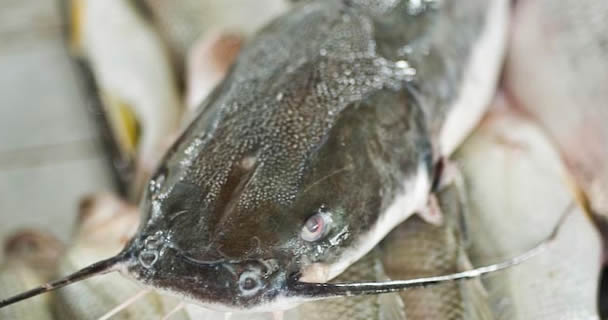 Baja producción de bagre- Grupo Milenio