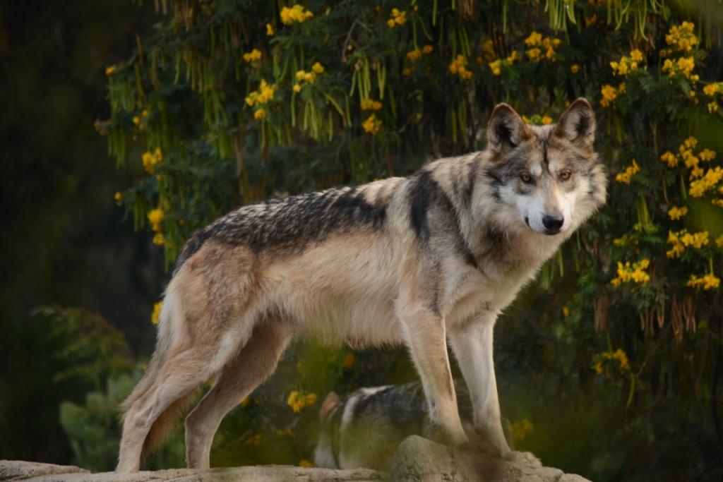 Regresa hembra de lobo mexicano a vida silvestre - Grupo Milenio