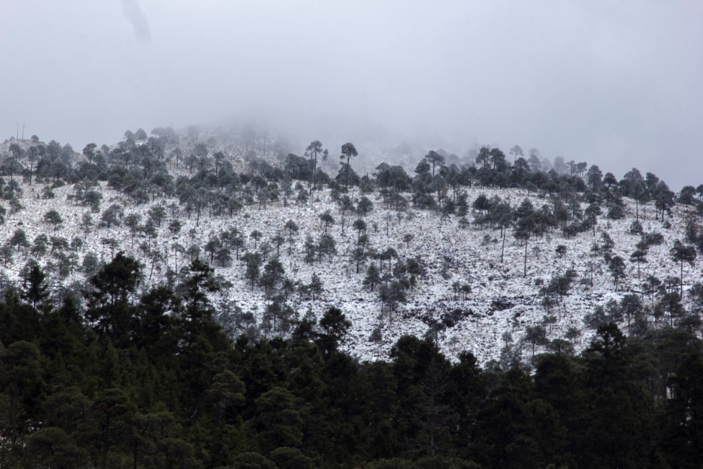 Familias se divierten con nieve en el Ajusco - Grupo Milenio