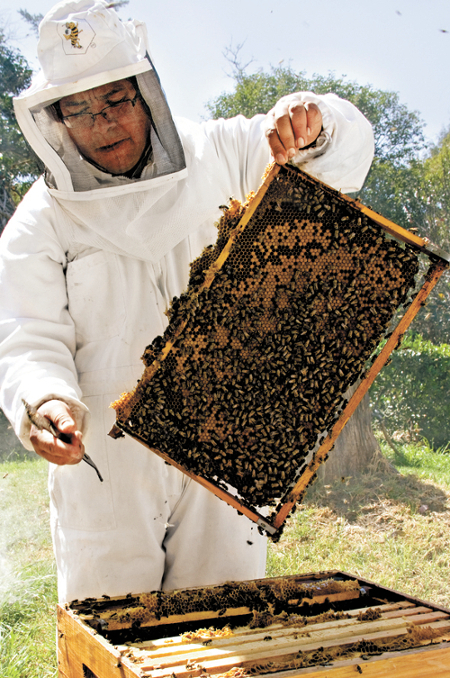 A la alza reportes al 066 por enjambres de abejas- Grupo Milenio