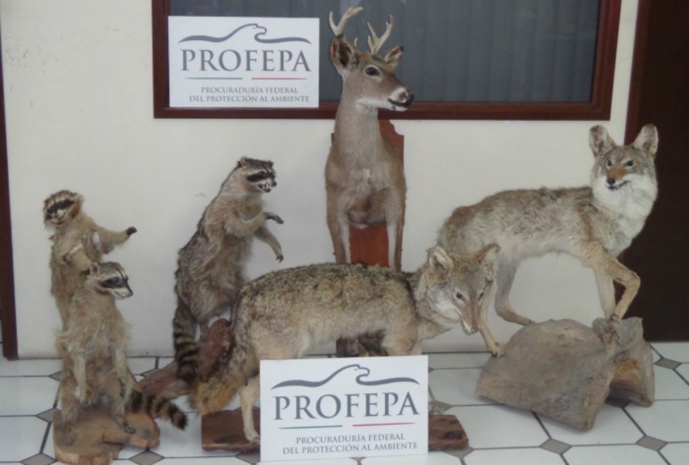 Profepa decomisa 6 animales disecados en San Miguel el Alto- Grupo Milenio