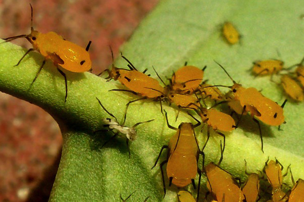 ¿Qué es el "pulgón amarillo"?- Grupo Milenio