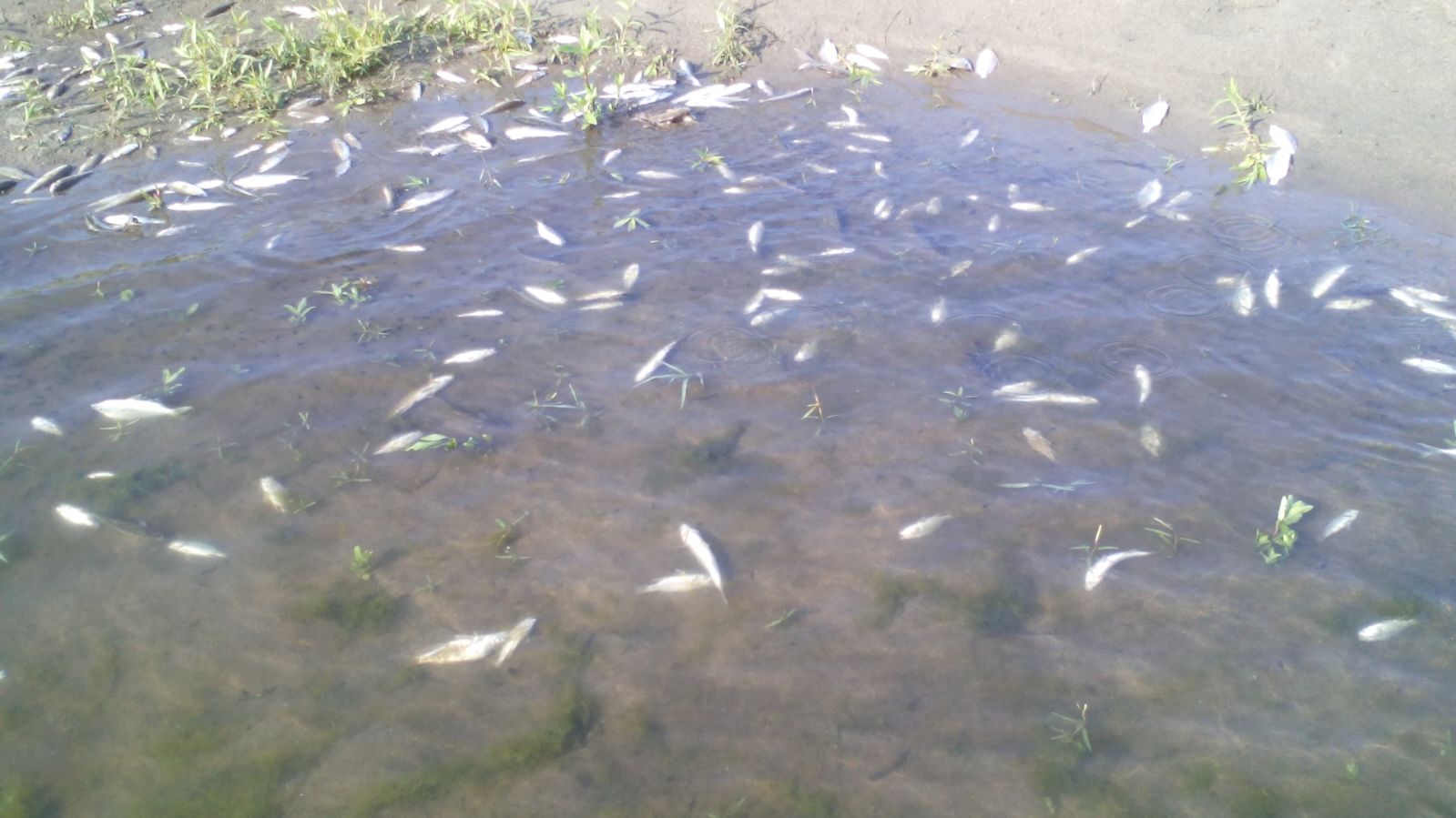 Mueren cientos de peces en río de Veracruz- Grupo Milenio