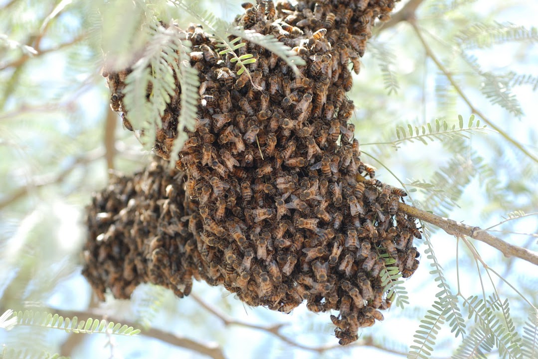 Necesarios 10 mdp para repoblar colmenas- Grupo Milenio