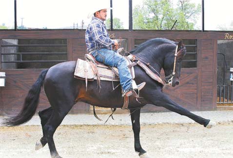 Ese caballo retinto, relincha de gusto cuando ve la silla...- Grupo Milenio