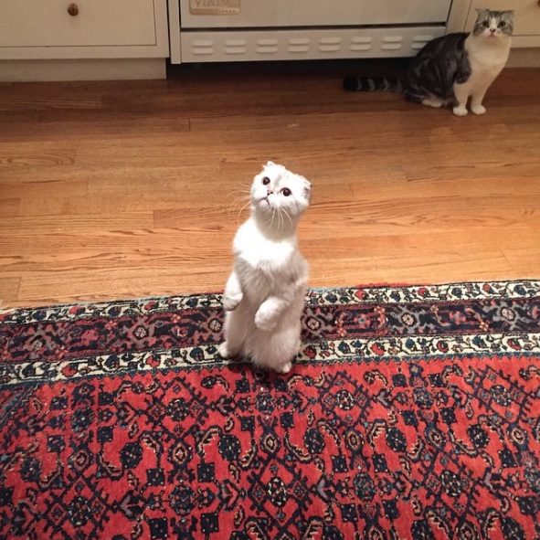 Taylor y Calvin: su historia de amor en 10 imágenes- Grupo Milenio