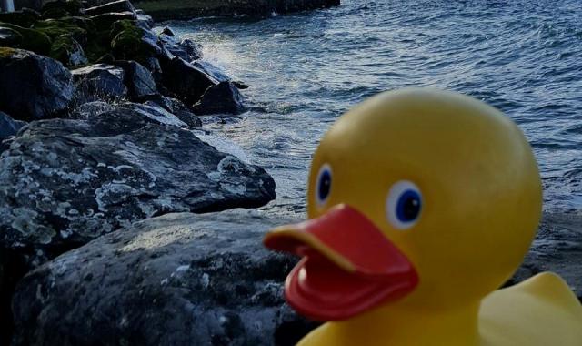 Pato de hule "viaja" por el mundo y regresa años después - Grupo Milenio