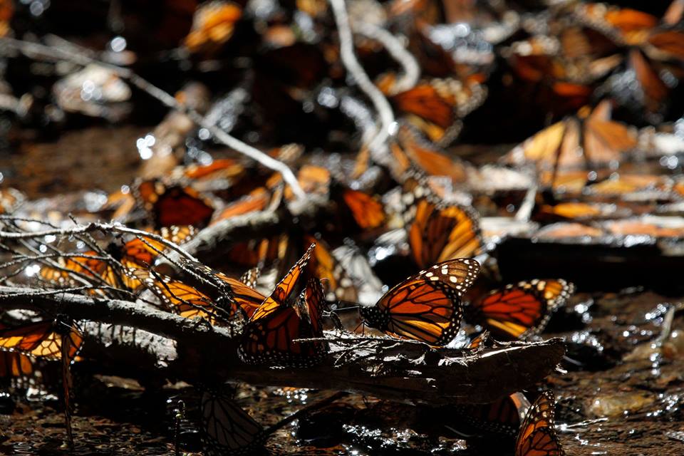 El Rosario registra el mayor número de Monarcas- Grupo Milenio