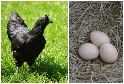 Debido a mutación, estos pollos son de color negro - Grupo Milenio