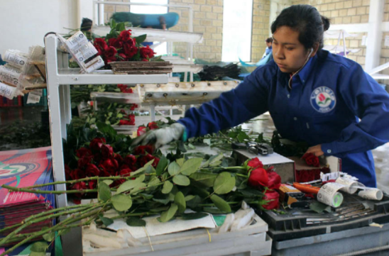 Chiltepec, un éxito en floricultura- Grupo Milenio