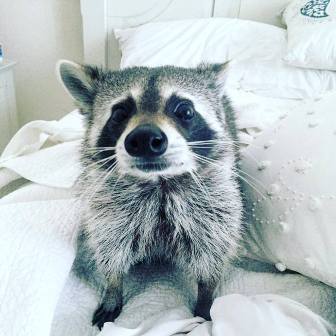 ¡Conoce al mapache más famoso de Instagram!- Grupo Milenio