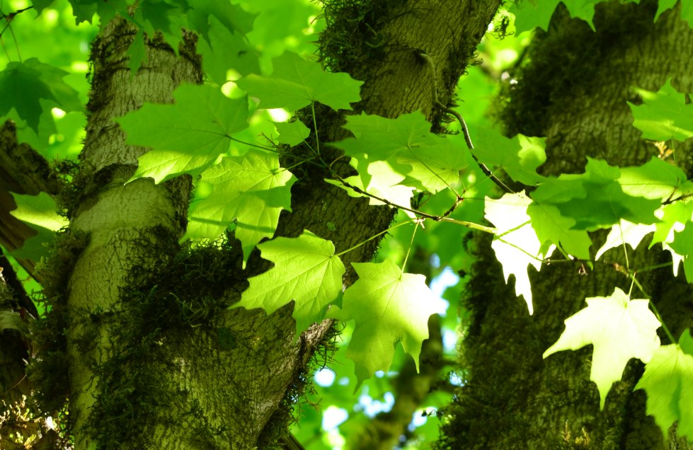 Gobierno asegura que no permitirá extinción del arce - Grupo Milenio