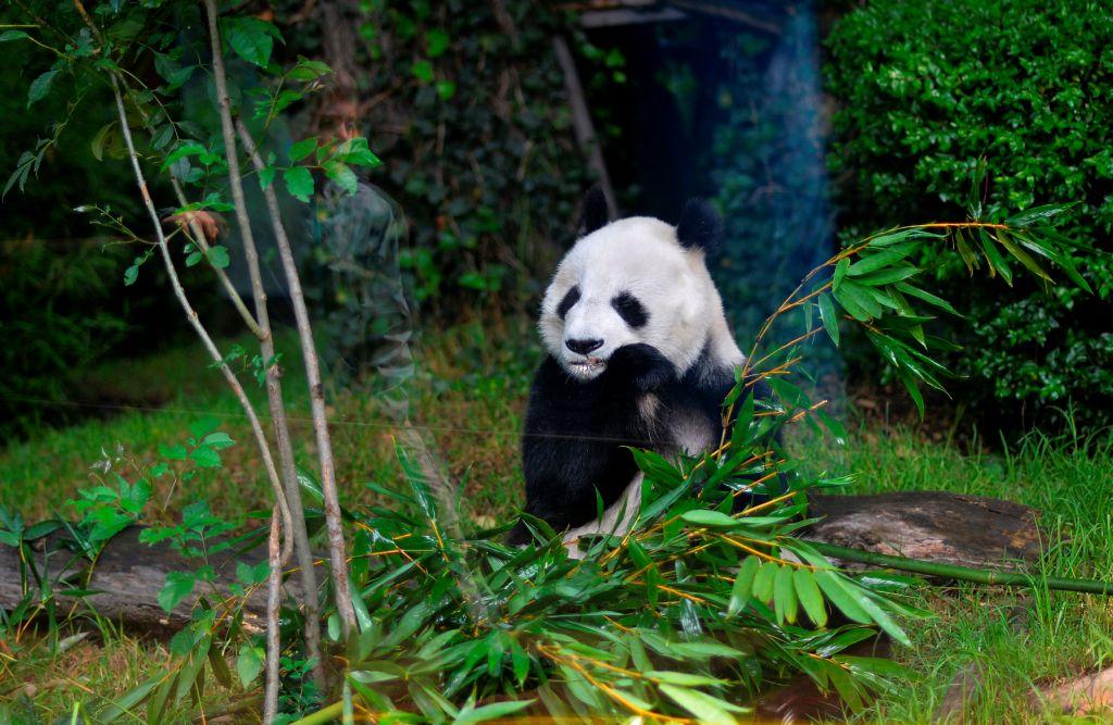 México posee a las únicas pandas en América Latina - Grupo Milenio
