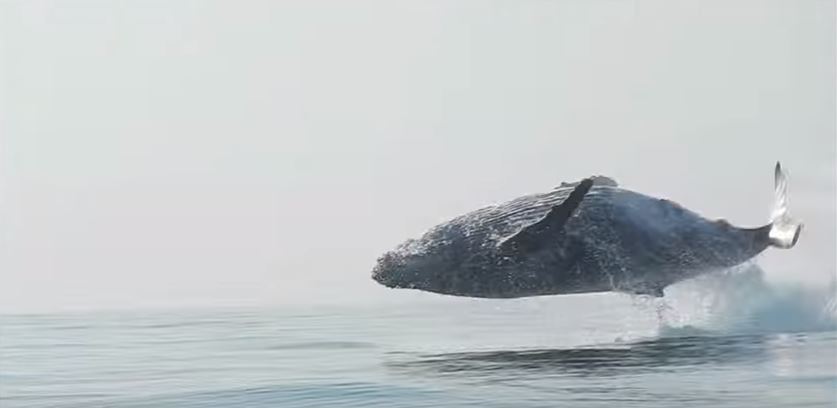 Captan a ballena jorobada ‘volando’ en costa de Sudáfrica- Grupo Milenio