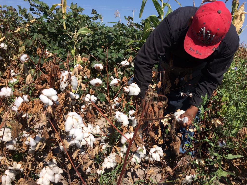 Escasean pizcadores de algodón en San Pedro- Grupo Milenio