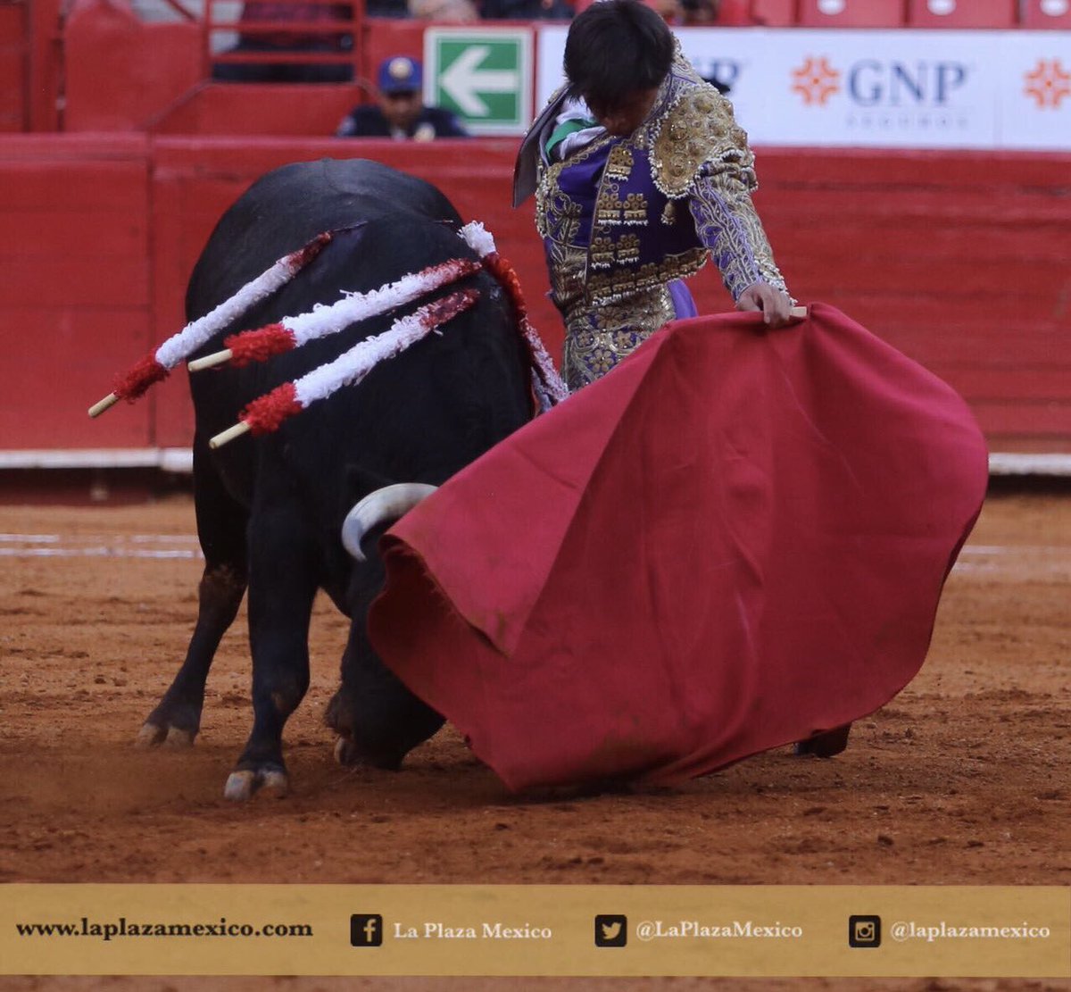 Encastados los novillos de Don Marcos Garfias- Grupo Milenio