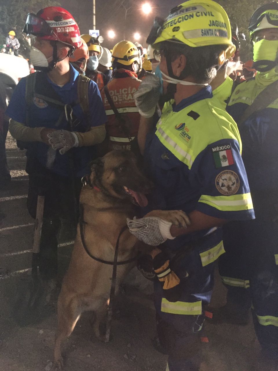Maya, la perra rescatista de SC que busca personas en CdMx - Grupo Milenio