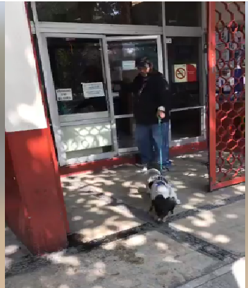 'Willi', perro rescatado en el Metro, regresa con su familia- Grupo Milenio