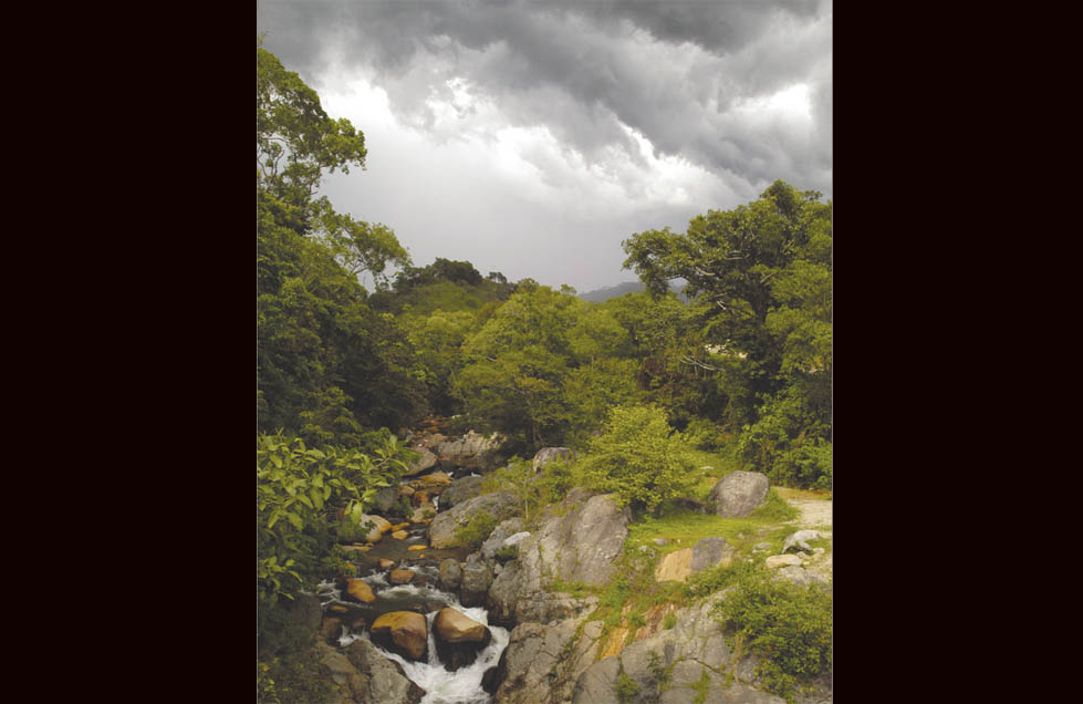 Zea, la planta misteriosa que dio origen a la reserva - Grupo Milenio