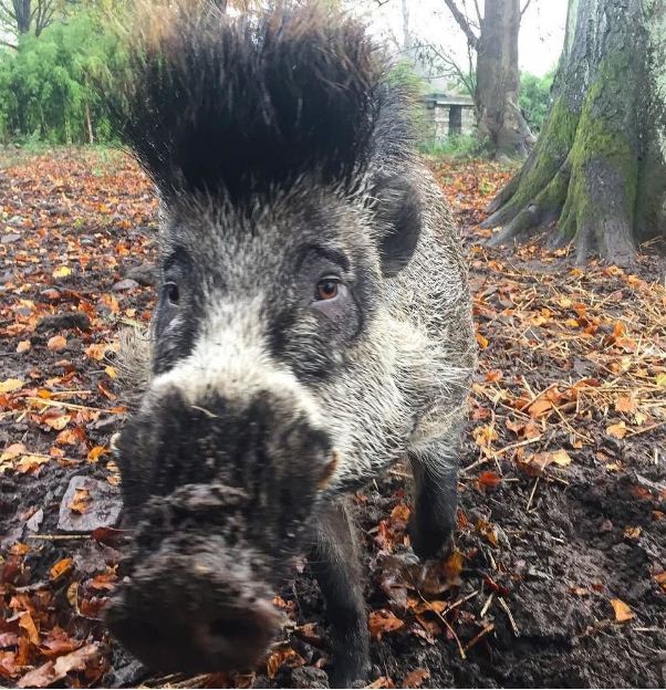 Captan al cerdo más feo del mundo - Grupo Milenio