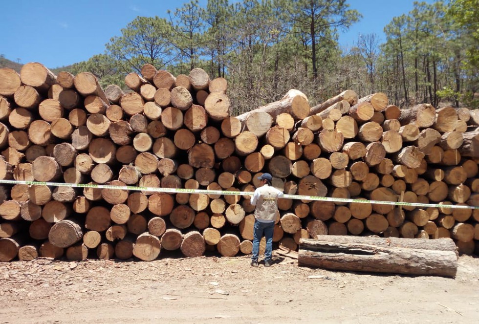 Profepa decomisa madera por más de medio millón de pesos- Grupo Milenio