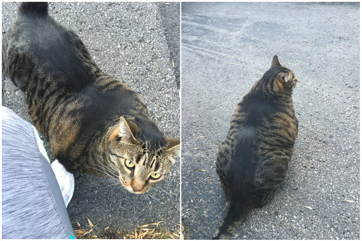 Este gato es famoso en internet gracias a sus enormes músculos- Grupo ...