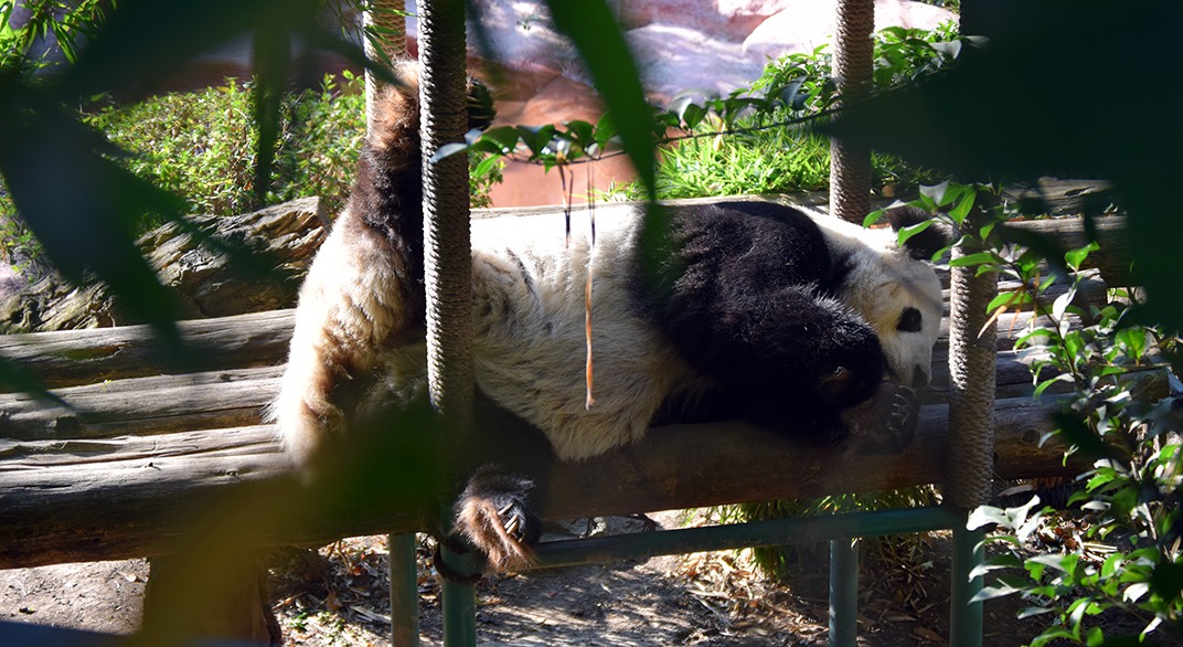 Shuan Shuan, una panda de Chapultepec, cumple 31 años - Grupo Milenio