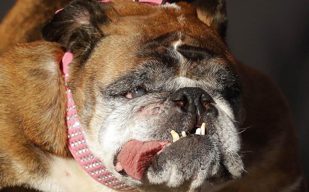 Conoce los ganadores del concurso del perro más feo del mundo 2018 ...