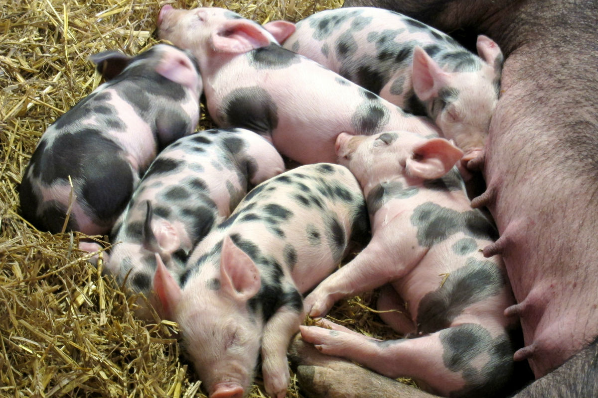 China: Nace cerdo mutante con cara de humano- Grupo Milenio