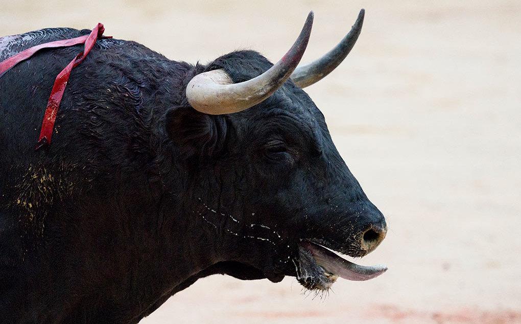 Fotógrafo exhibe el sufrimiento del toro en el ruedo- Grupo Milenio