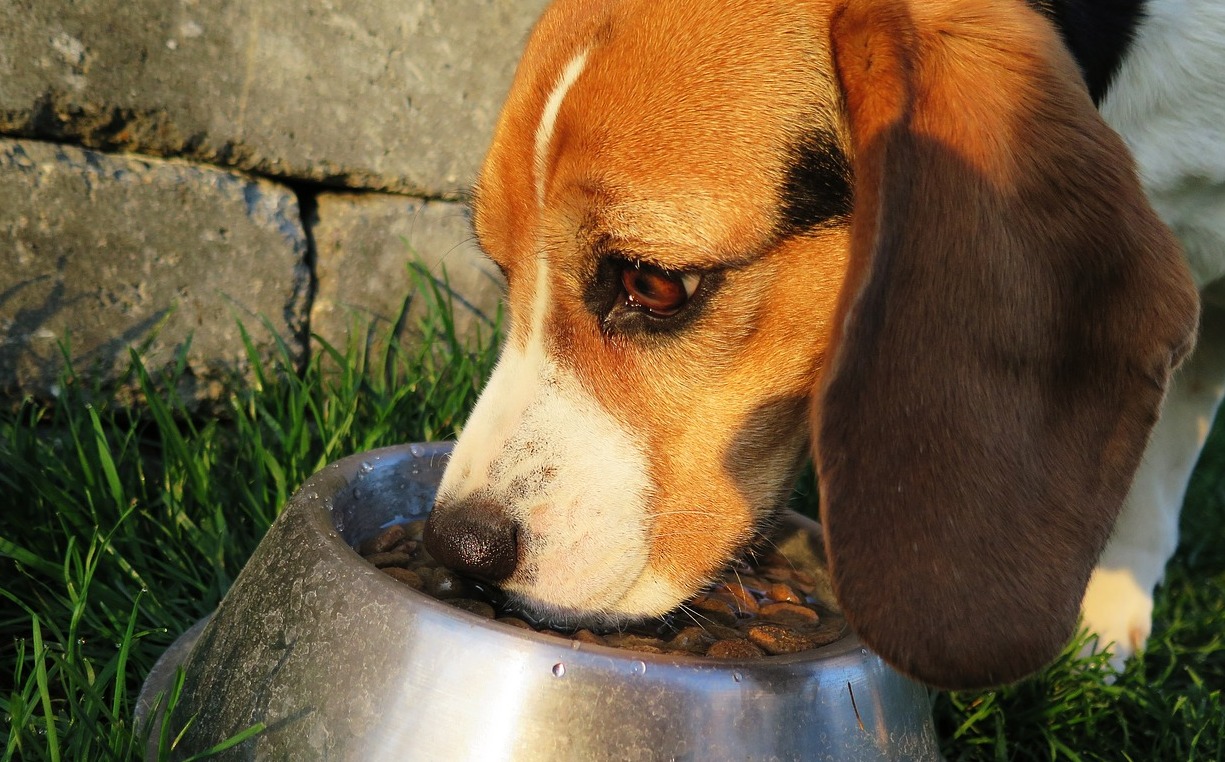 Comida libre de granos puede dañar el corazón de tu perro- Grupo Milenio