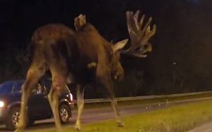 Captan alce gigante en Alaska- Grupo Milenio
