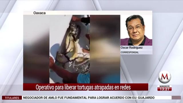 Operativo para liberar tortugas atrapadas en redes de Oaxaca - Grupo ...