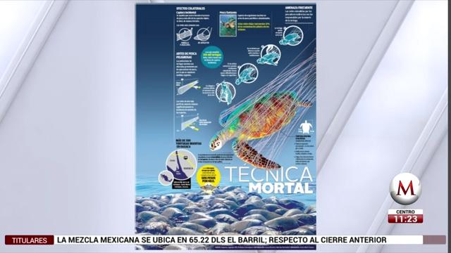 Operativo para liberar tortugas golfinas en playas de Oaxaca - Grupo ...