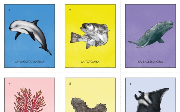 Semarnat lanza lotería inspirada en mares mexicanos- Grupo Milenio
