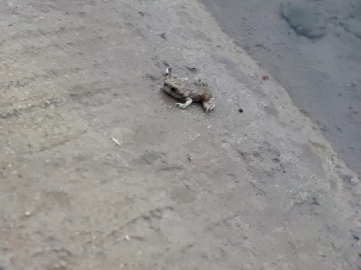 Plaga de ranas invade colonia de Gómez Palacio- Grupo Milenio