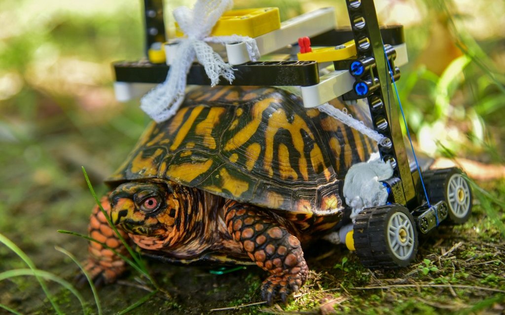 Con silla de ruedas construida con LEGO, esta tortuga puede caminar de ...