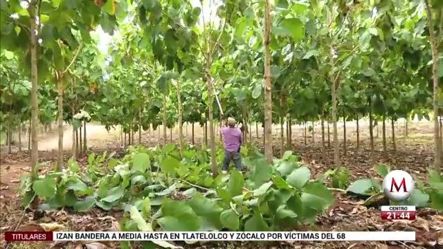 Los campos de Teca en Yucatán- Grupo Milenio