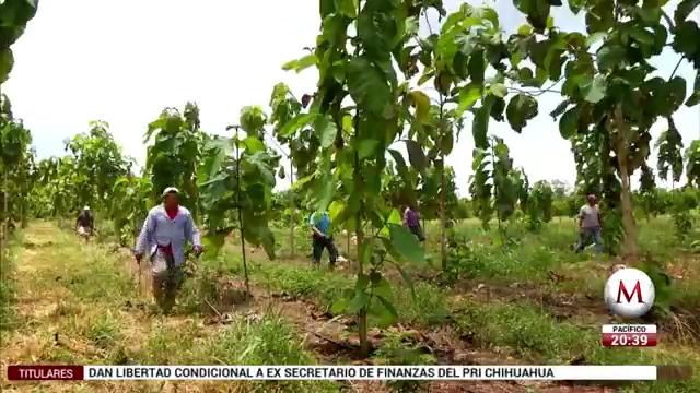 La plantación de Teca en Yucatán- Grupo Milenio